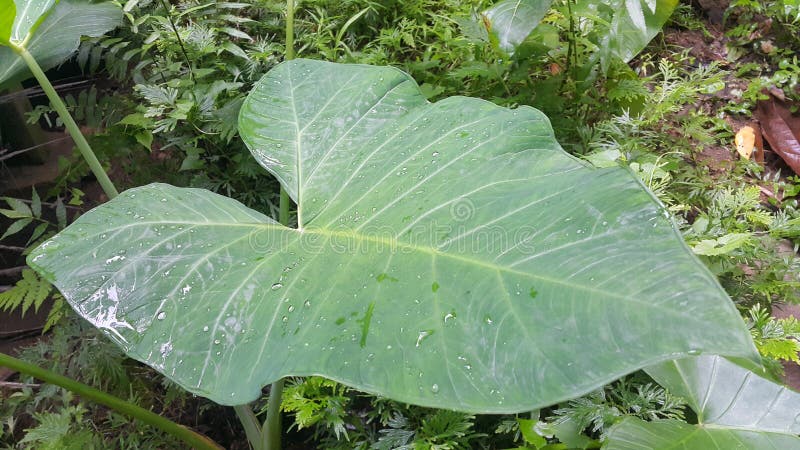 Very Fresh Leaf Background and Wallpaper Stock Photo - Image of circle ...