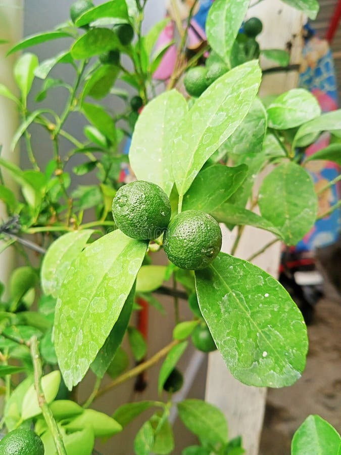 A very fresh lime grove stock image. Image of garden - 300217245