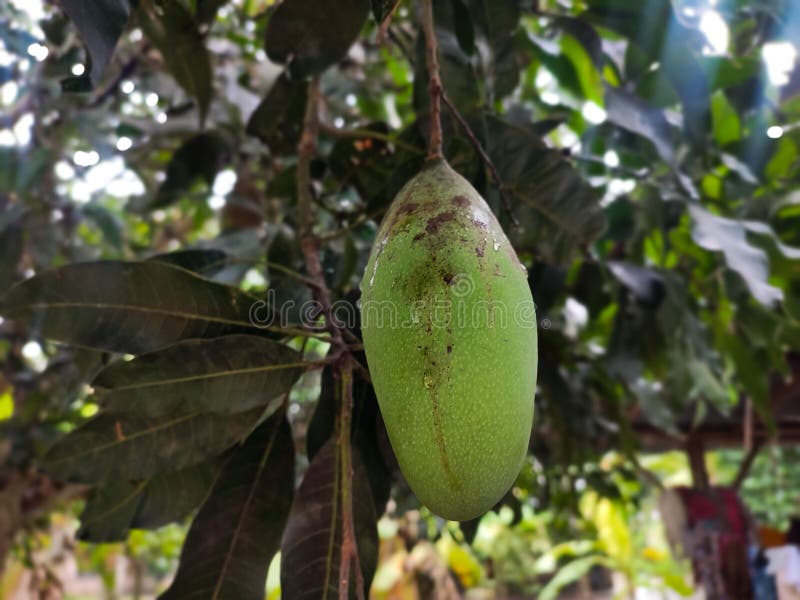 Very Fresh Mango Fruit Straight from the Tree Stock Image - Image of ...