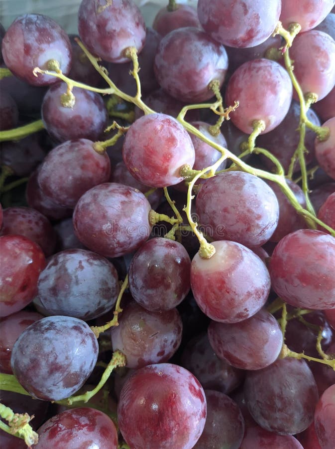 Very fresh, natural grapes stock image. Image of tree - 204036859