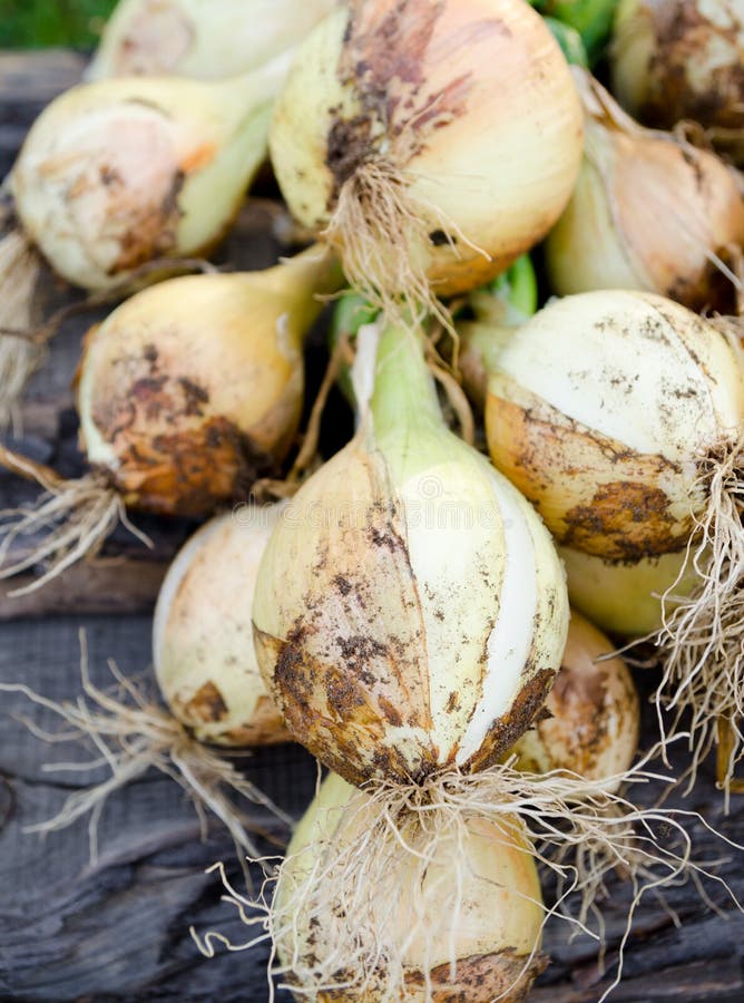 Very fresh onions stock image. Image of closeup, yield - 29907129