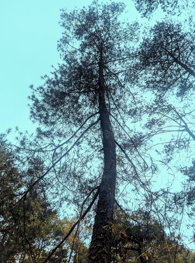 Very Fresh, Pine Trees in the Middle of the Forest Stock Photo - Image ...