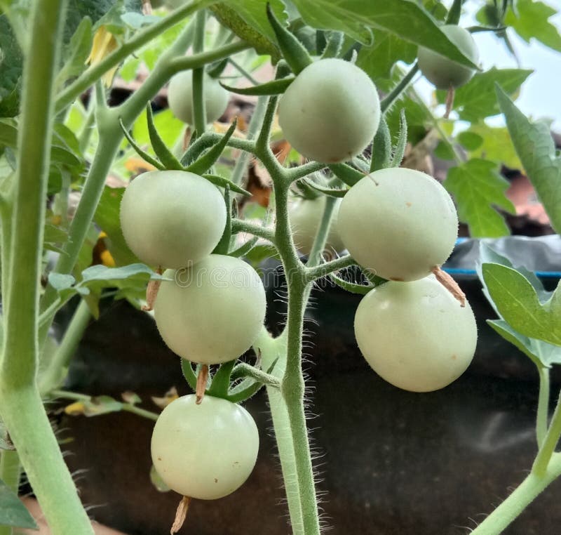 Rempai Fruit Stock Photos - Free & Royalty-Free Stock Photos from ...