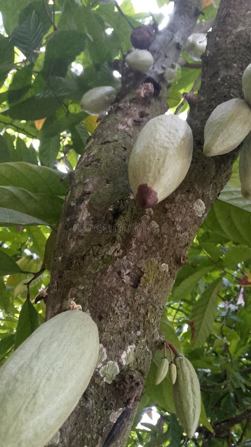 Very Fresh View of Cocoa Fruit and Trees Stock Image - Image of trees ...