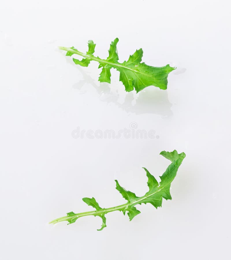 Fresh Arugula Leaf with Dew Drops Isolated on a White Background Stock ...