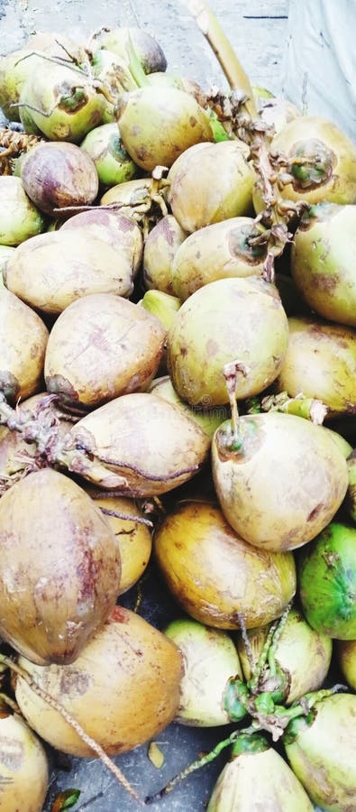 Very Fresh Young Coconuts Picked Straight from the Tree Stock Image ...
