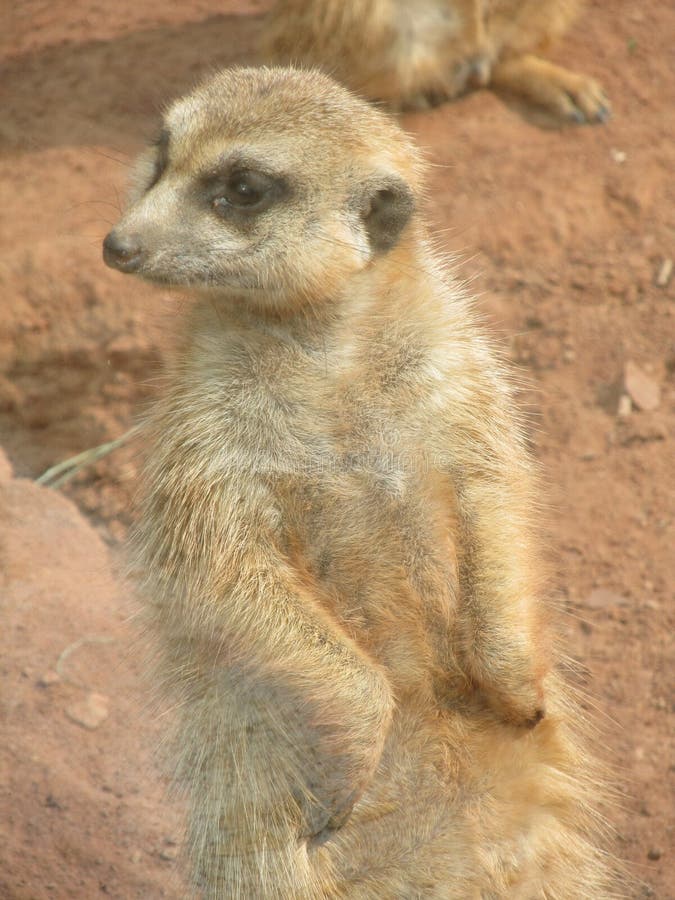 Very Fun and Funny Meerkats on a Walk in the Zoo Posing for ...