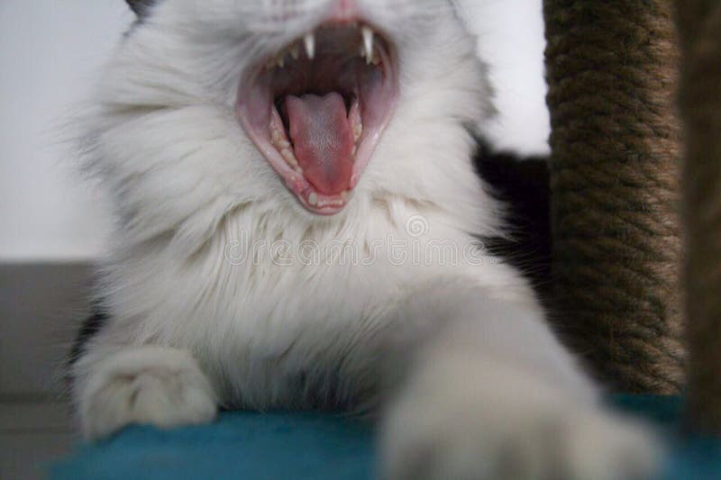 Very Funny Cat Laughing of the Close Up. Stock Photo - Image of ...