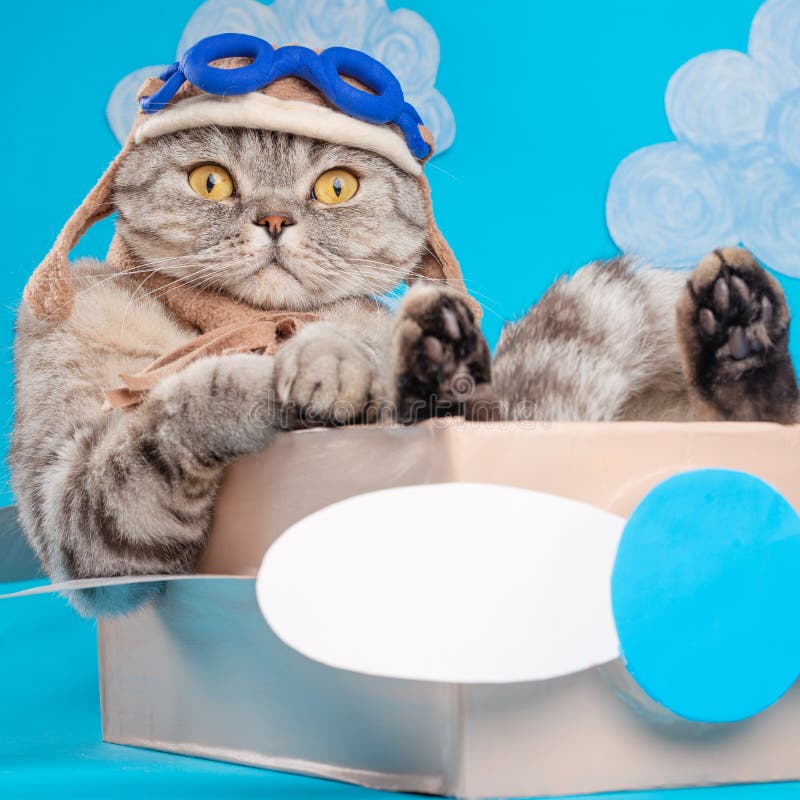 Very Funny and Cute Cat Pilot, Like a Boss Stock Image - Image of happy ...