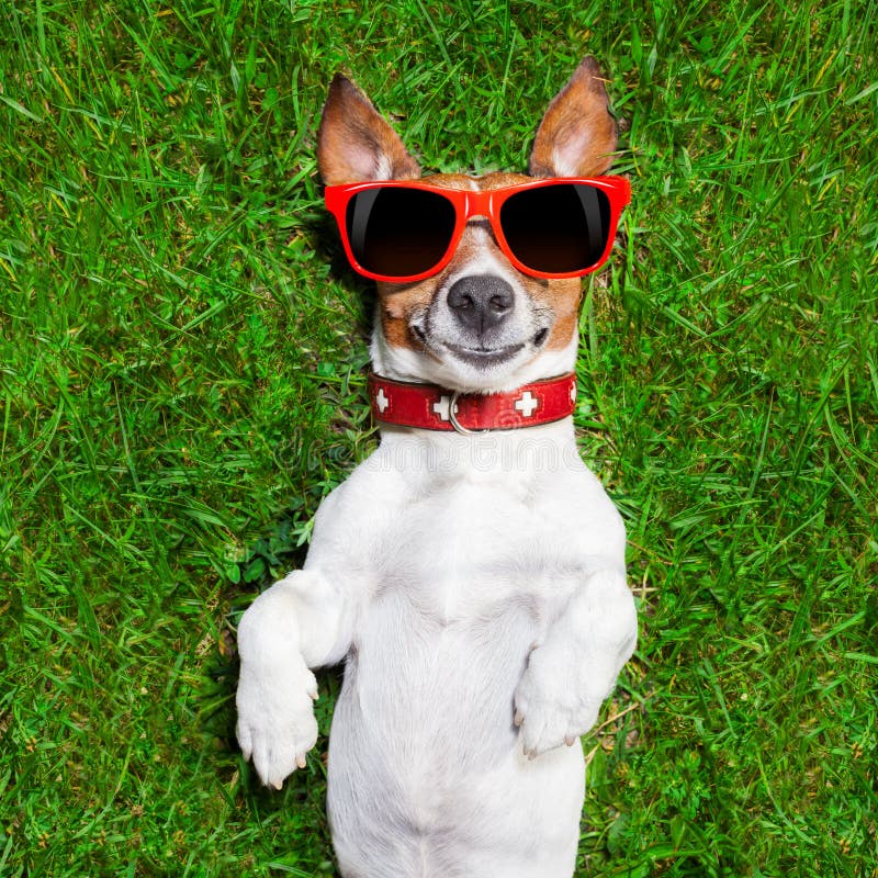 Very funny dog stock photo. Image of crazy, idiot, banner - 41629814