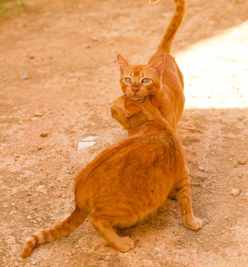 A Pair Red-haired Cats Caress Stock Image - Image of beautiful, cute ...