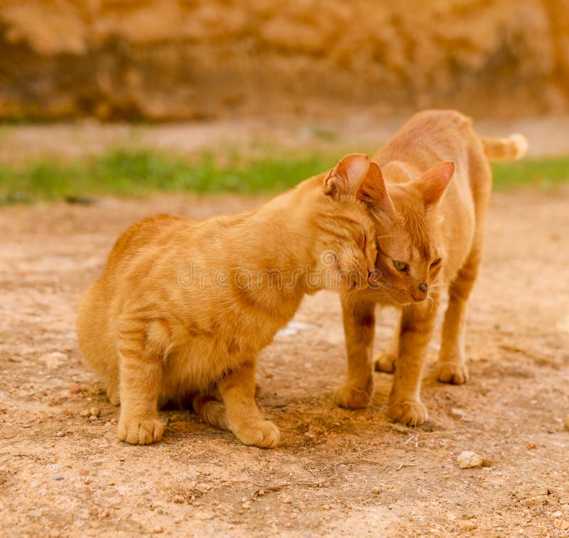 A Pair Red-haired Cats Caress Stock Image - Image of cats, expression ...