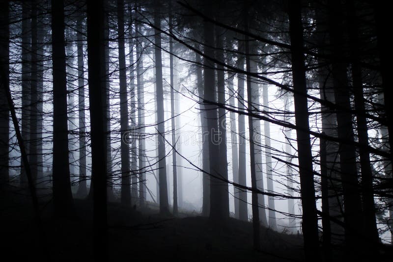 Very gloomy dark forest stock image. Image of scenery - 28826735