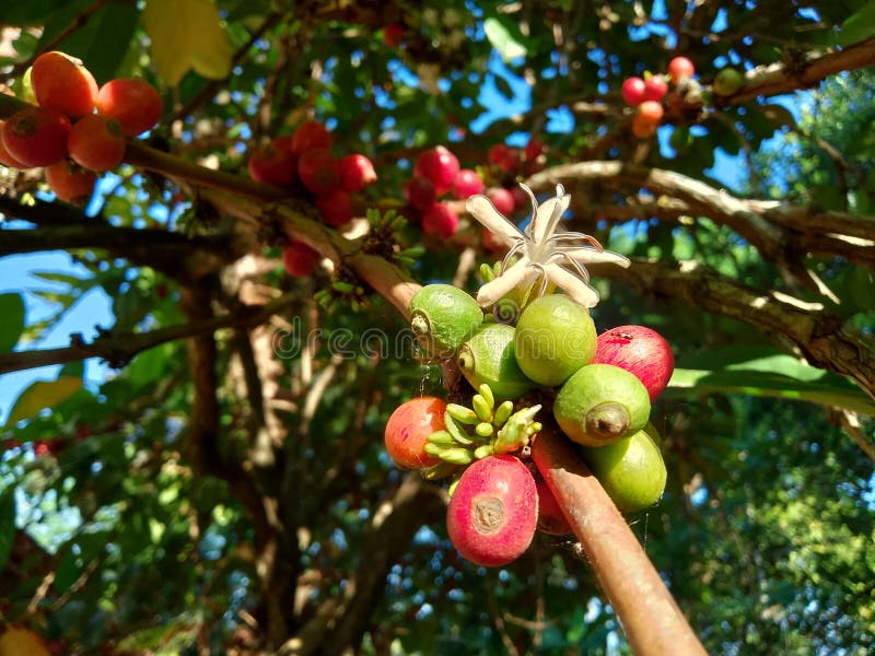 Very Good Coffee with High Quality Stock Photo - Image of shrub, nature ...