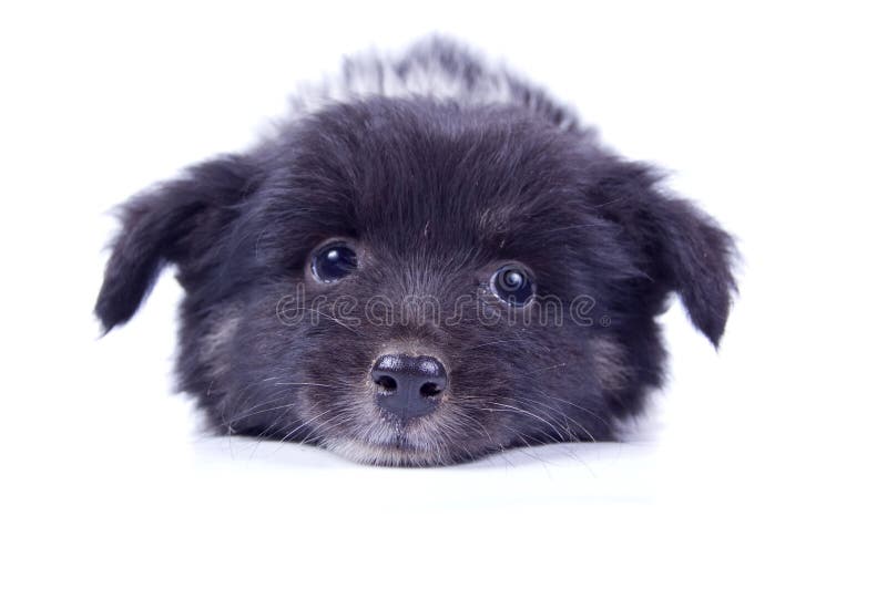 Very good dog stock image. Image of baby, cute, comical - 10168555