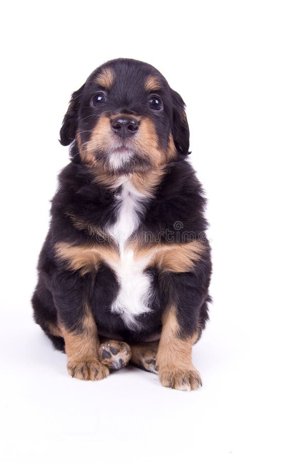 Very good dog stock photo. Image of doggy, mammal, short - 12587704