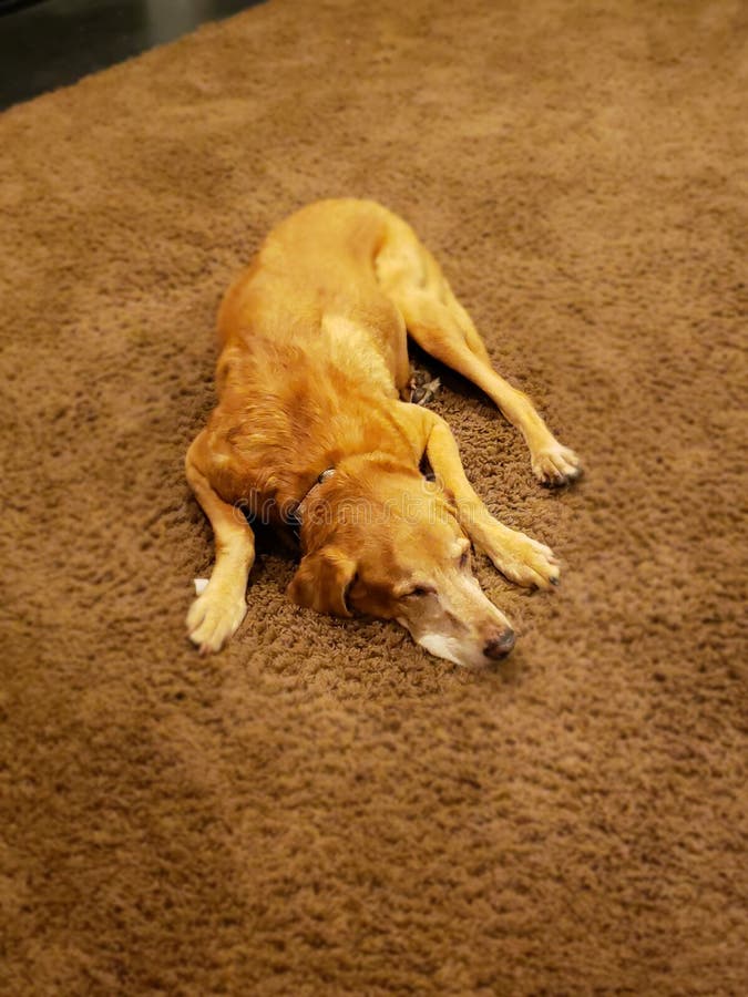 A very Good Dog. stock image. Image of goldenlab, pretty - 150665907