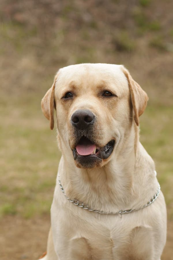Very Good Yellow Dog Labrador Stock Photo - Image of labrador, kindness ...