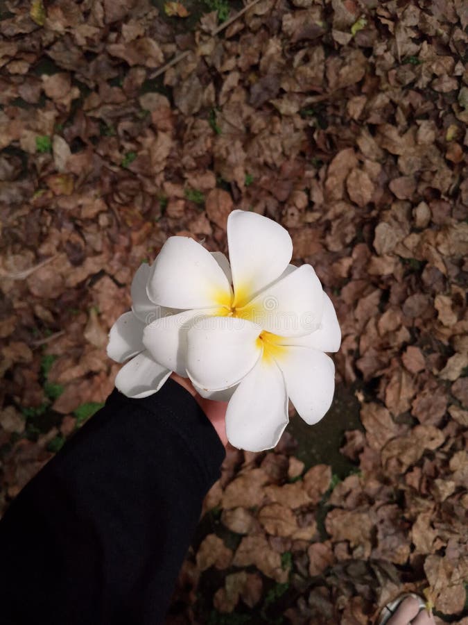 Very Graceful White Flowers Stock Image - Image of petal, pink: 204796451