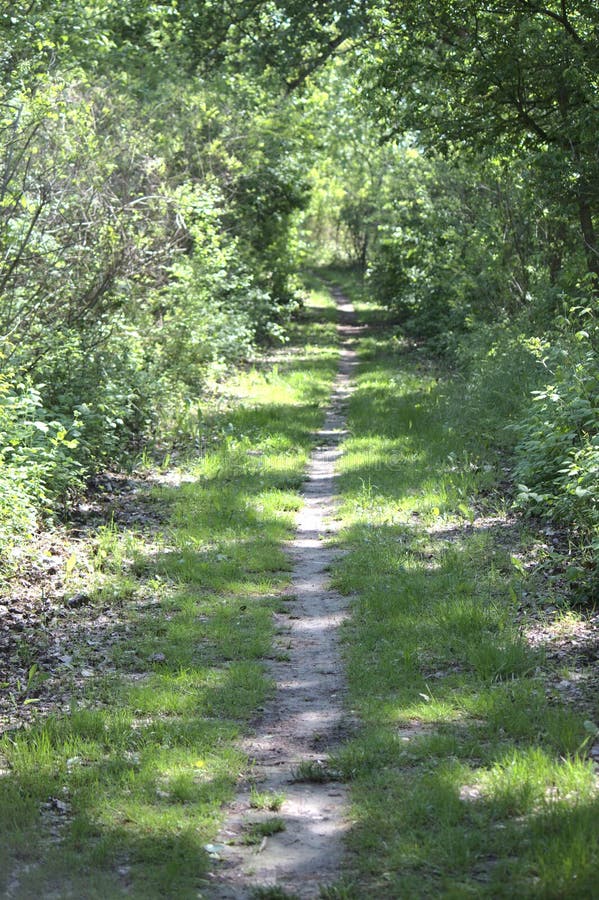 Country path stock image. Image of silence, natural - 219354869