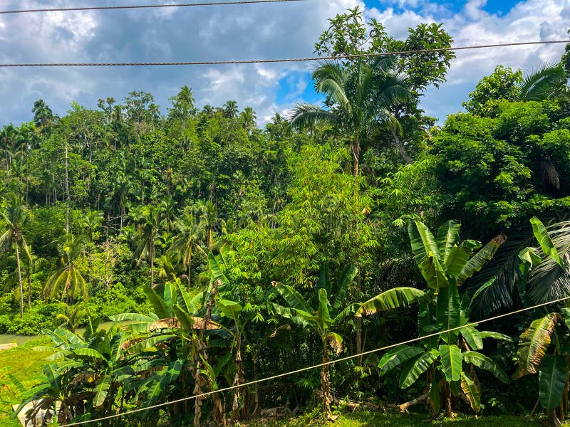 Very Green Area in Amazing Jungles Stock Image - Image of field ...