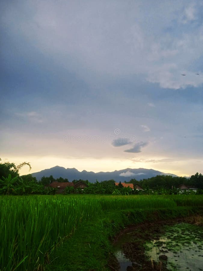 Very Green and Cool Landscape of Mountains and Rice Fields Stock Image ...