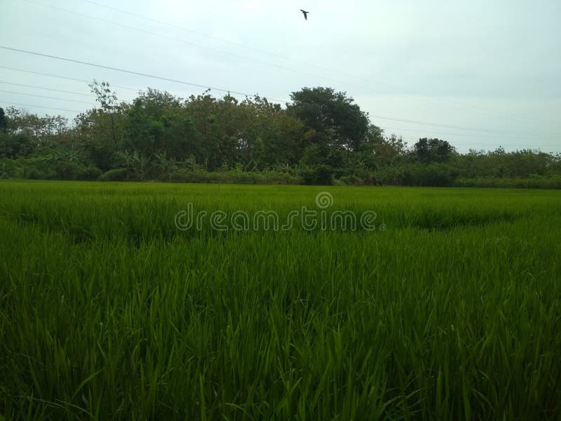 A Very Green Expanse of Rice Fields Stock Image - Image of rice, green ...