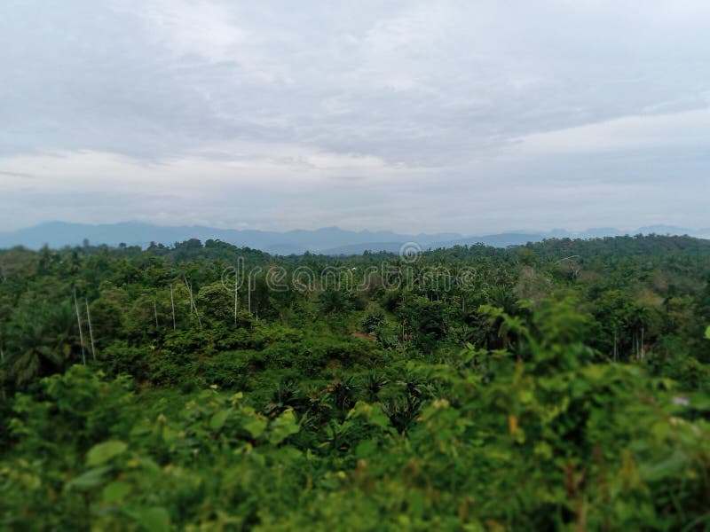 Very green forest stock image. Image of grassland, vegetation - 267329521