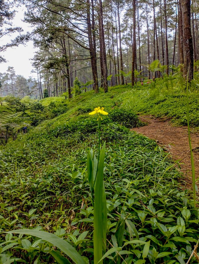 A Very Green Forest Covered with Tall, Green Trees and Grass Grows To ...