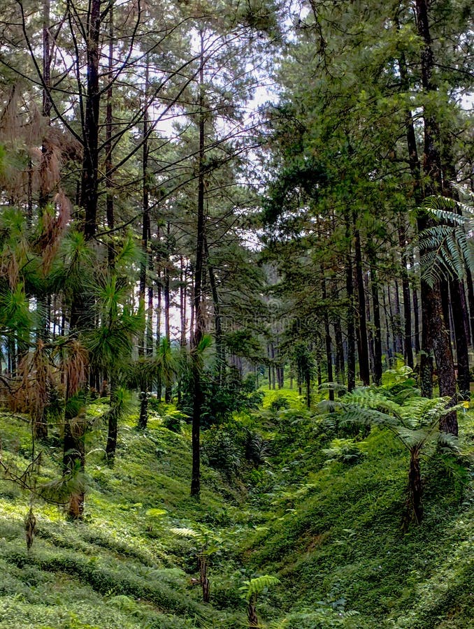 A Very Green Forest Covered with Tall, Green Trees and Grass Grows To ...