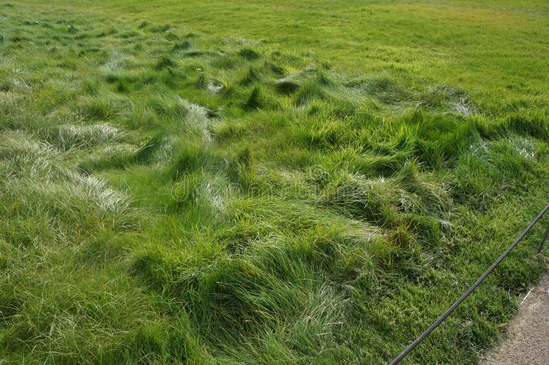 Green grass in a sunny day stock photo. Image of pastery - 185594788
