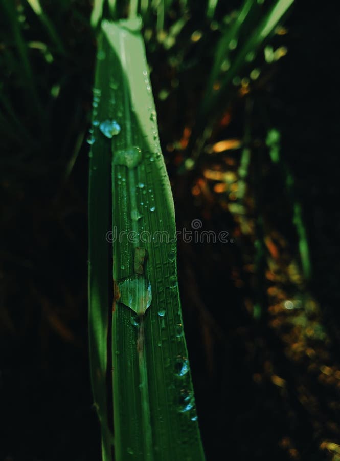 Very Green Leaves and a Drop of Rain Water Stock Photo - Image of green ...