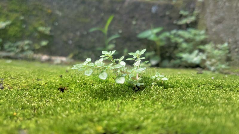 Very Green Moss with Small Green Plants in the Middle Stock Photo ...