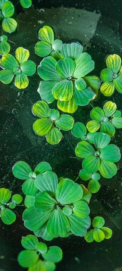 Very green plant stock photo. Image of pleasing, plants - 265534234