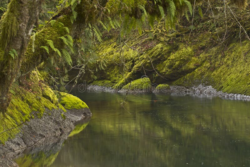 Very Green Smooth Stream and Forest Stock Image - Image of reflections ...