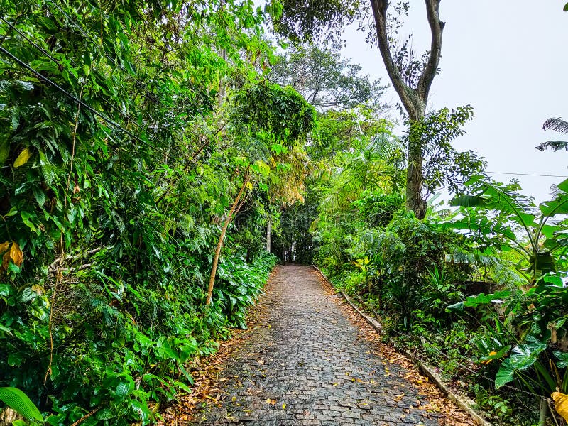 Very Green Trail To the Jungle Stock Image - Image of green, trail ...