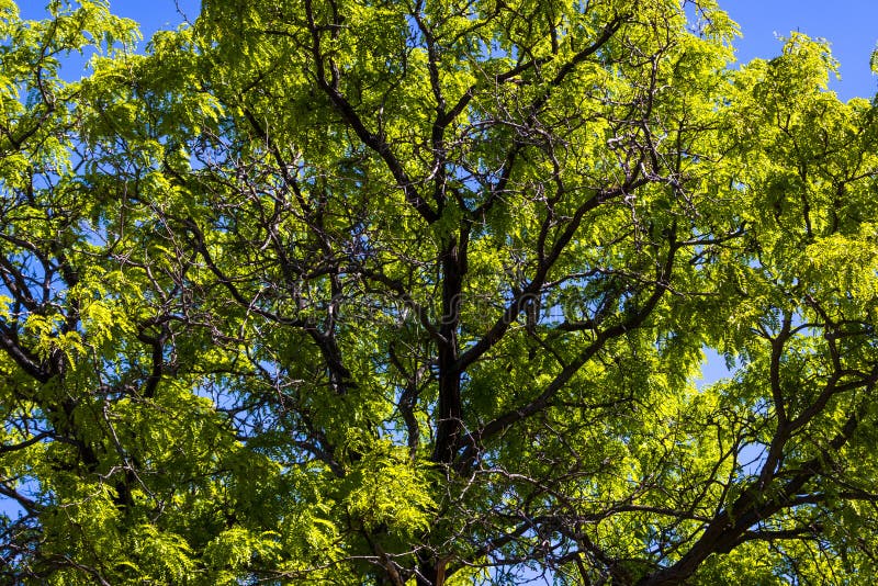 Very Green Tree stock photo. Image of black, highcontrast - 248803656