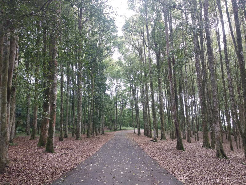 Very Green Tree stock photo. Image of trees, tall, beautiful - 276787428