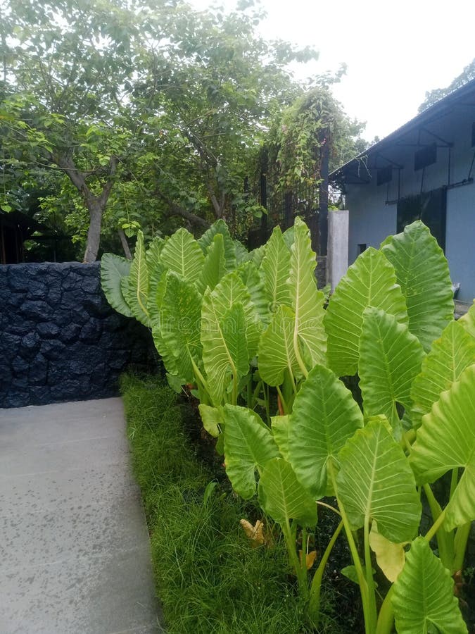 Very Green and Well Maintained Leaves Stock Image - Image of maintained ...