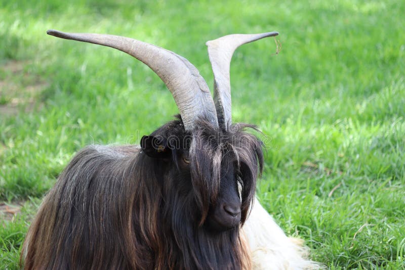 Goat on a farm stock photo. Image of enclosure, black - 184496052