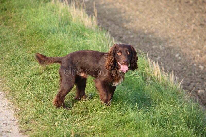 A Very Handsome Chocolate Working Type Cocker Spaniel Puppy Dog Stock ...