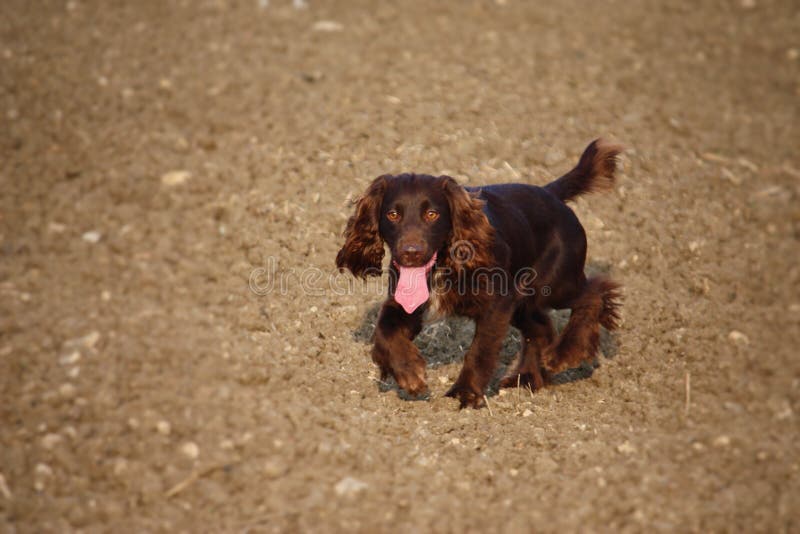 A Very Handsome Chocolate Working Type Cocker Spaniel Puppy Dog Stock ...