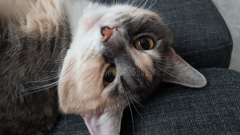 Very happy cat stock photo. Image of head, face, skin - 207797780