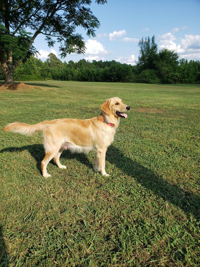 A very happy dog stock photo. Image of golden, retriever - 251005740