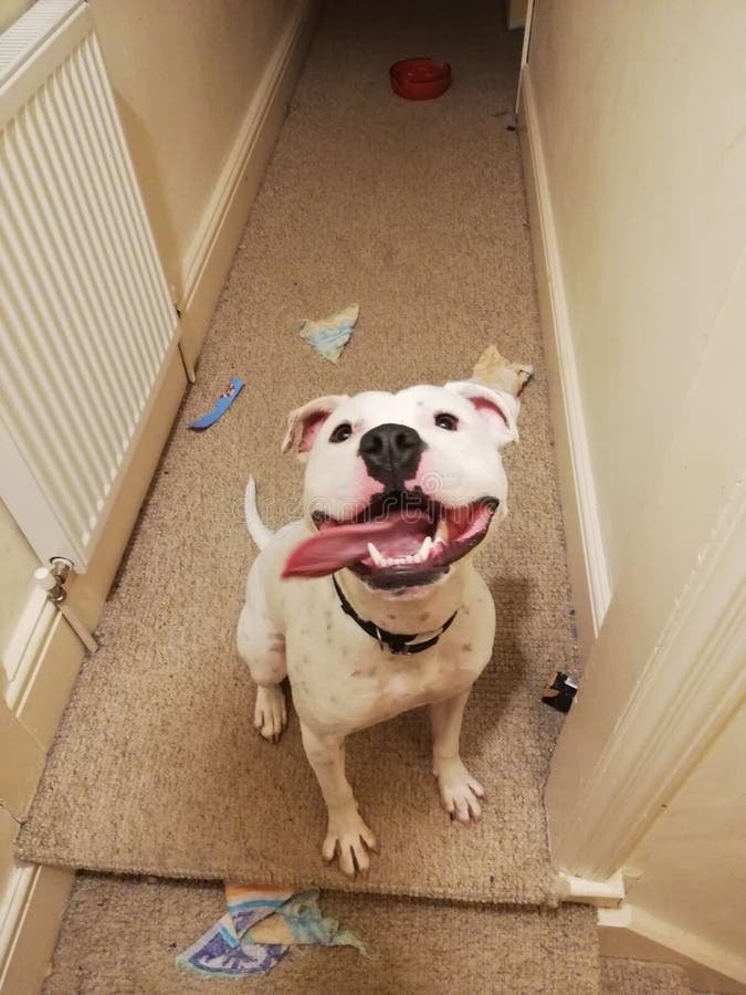 Very happy excited dog stock image. Image of animal - 193112133