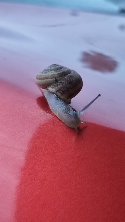 A Very Happy Snail on Renault Clio Stock Photo - Image of snail, happy ...