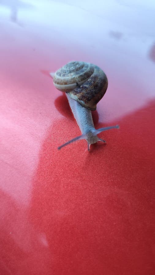 A Very Happy Snail on Renault Clio Stock Image - Image of happy ...