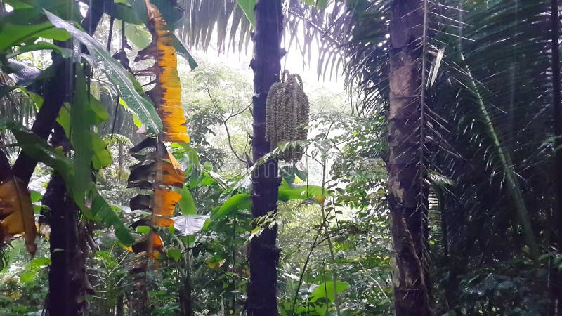 Very Heavy Rain in the Forest. Stock Video - Video of bush, extreme ...