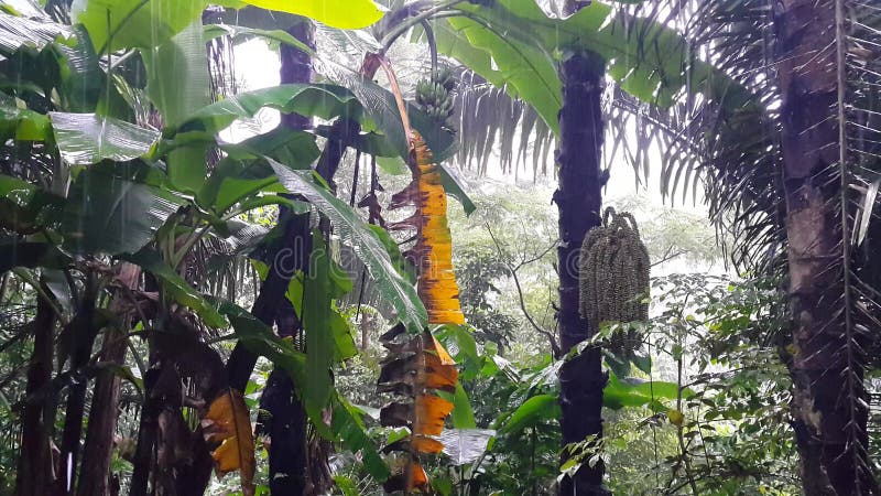 Very Heavy Rain in the Forest. Stock Footage - Video of drop ...