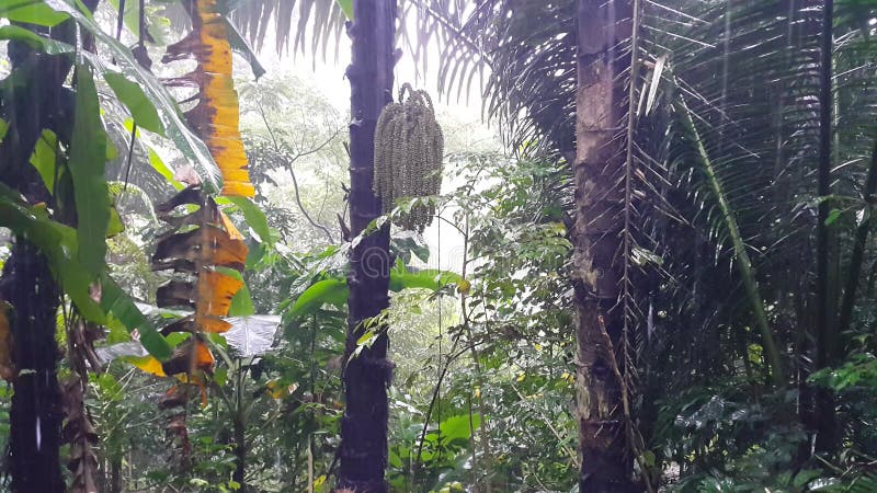 Very Heavy Rain in the Forest. Stock Video - Video of bush, extreme ...